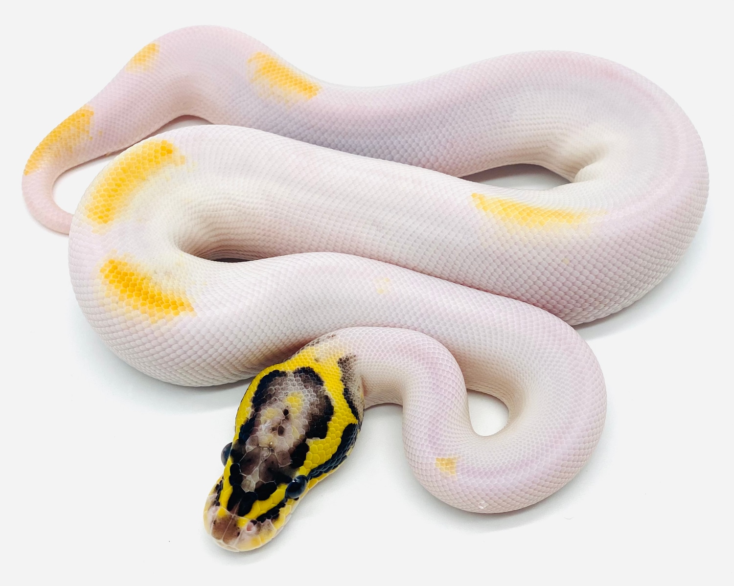 Pastel Enchi Ivory Pied Ball Python by Ball Python Shed - MorphMarket