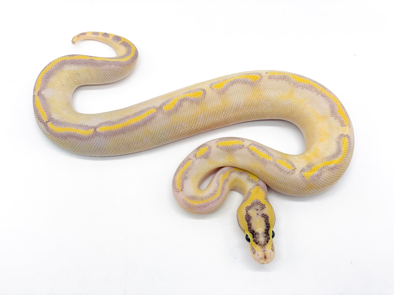 Pastel Enchi Ivory100% Het Pied Ball Python by Ball Python Shed ...