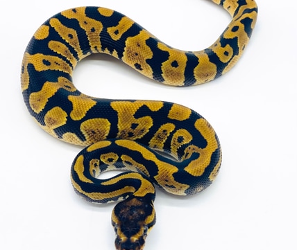 Pastel Redstripe YB DG Clown Ball Python by Ball Python Shed - MorphMarket