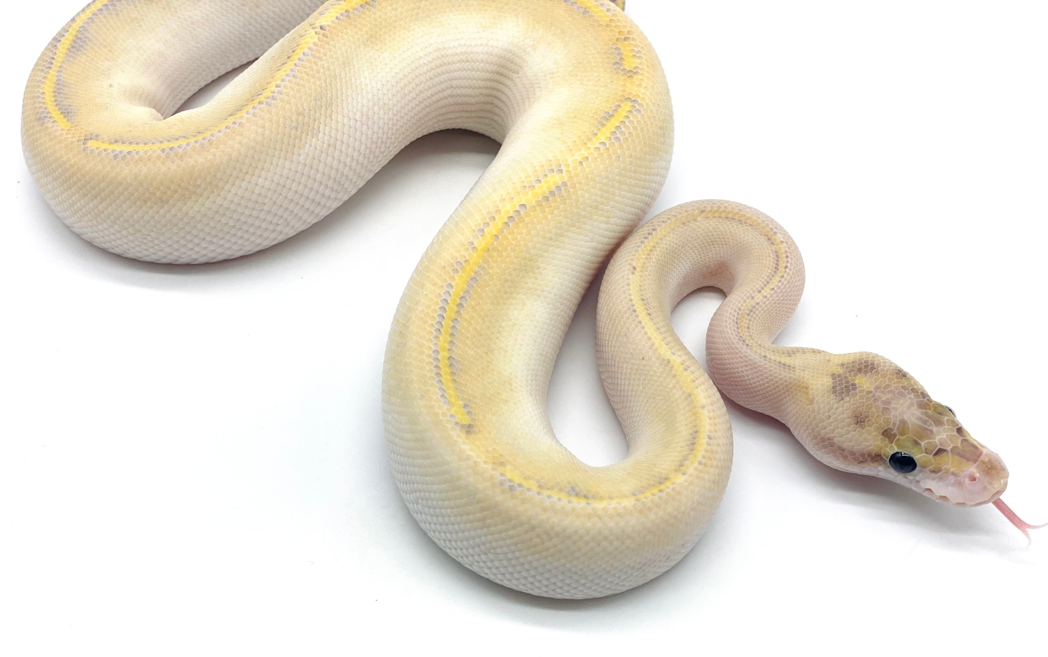 Pastel Ivory 100% Het DG Ball Python by Ball Python Shed - MorphMarket