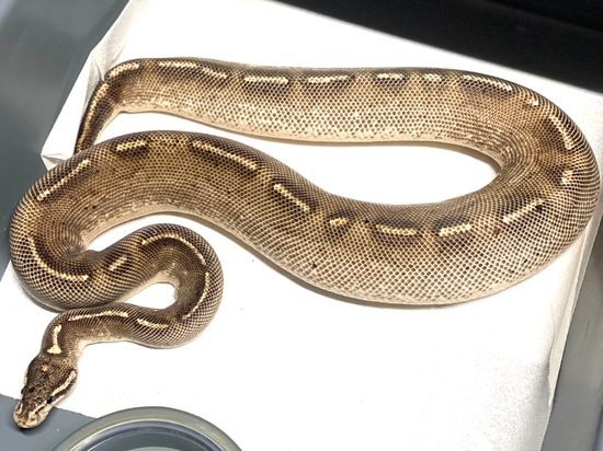 Freeway Adult Female Ball Python by Ball Python Shed