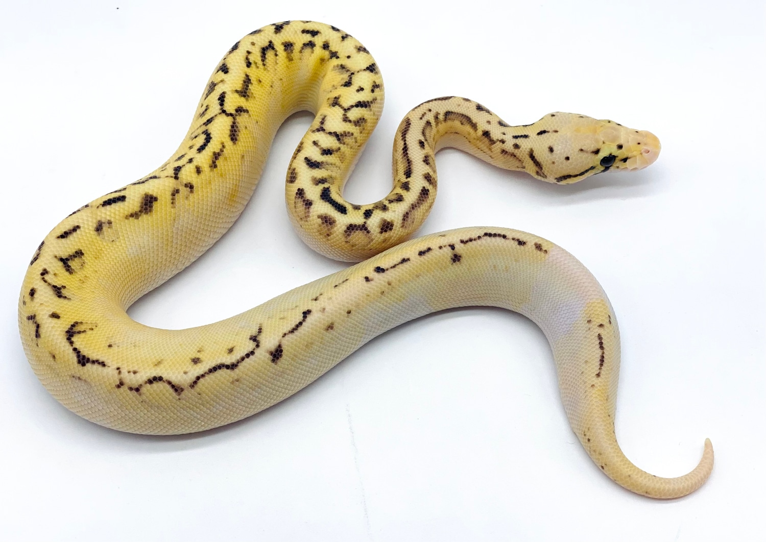 Leopard Bumblebee Super Asphalt Ball Python by Ball Python Shed ...