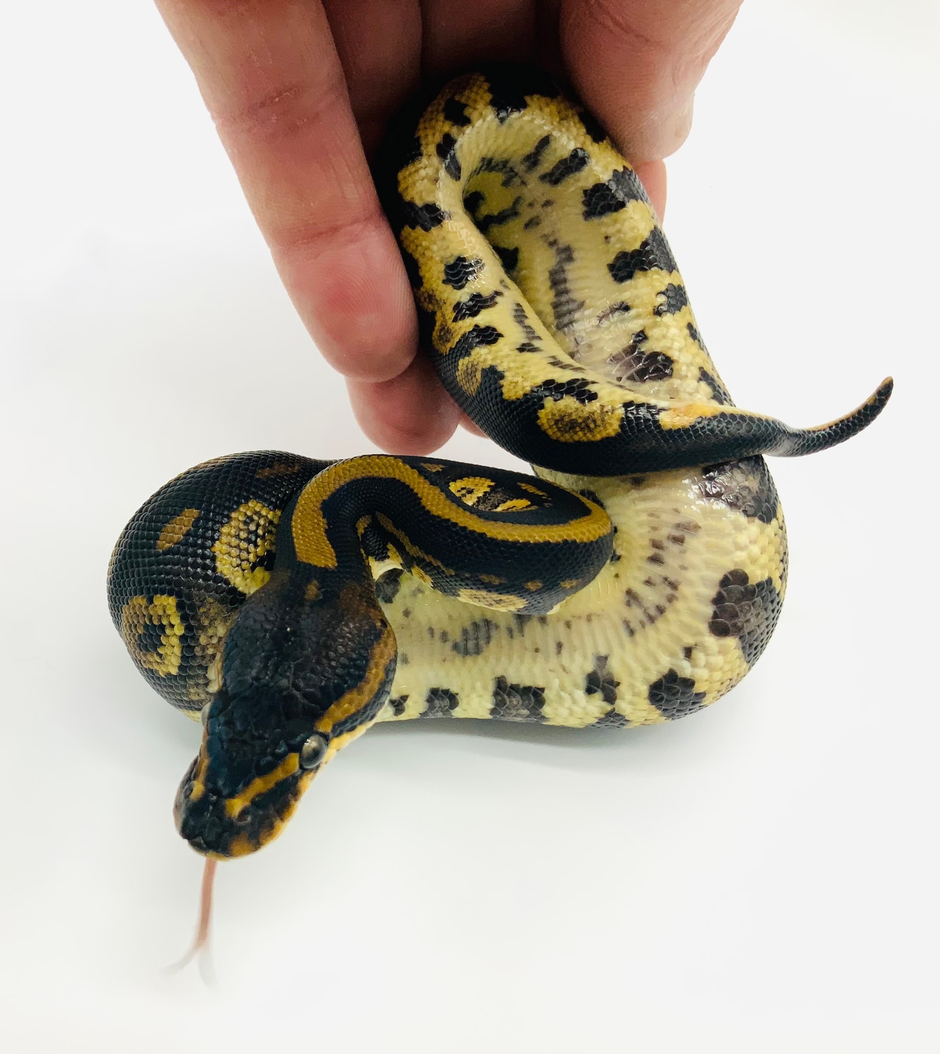 Leopard Stranger 66% Het Clown Poss Yb Ball Python by Ball Python Shed ...