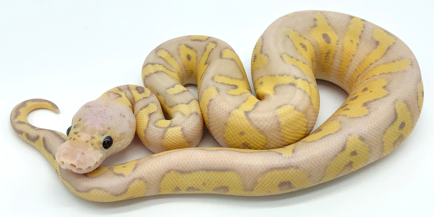 Banana Pastel Stranger Clown Female Maker Male Ball Python by Ball ...