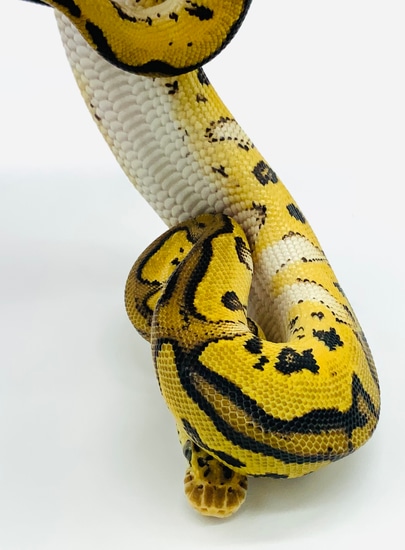 Vanilla Lace Leopard Clown Ball Python by Ball Python Shed