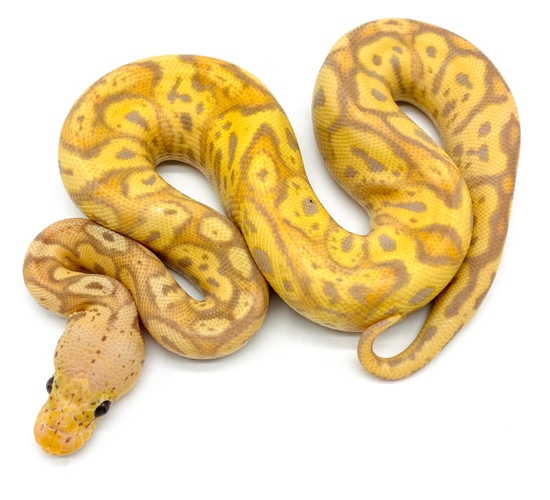 Banana Confusion/ Acid Pastel YellowBelly Clown Female Maker Male Ball ...