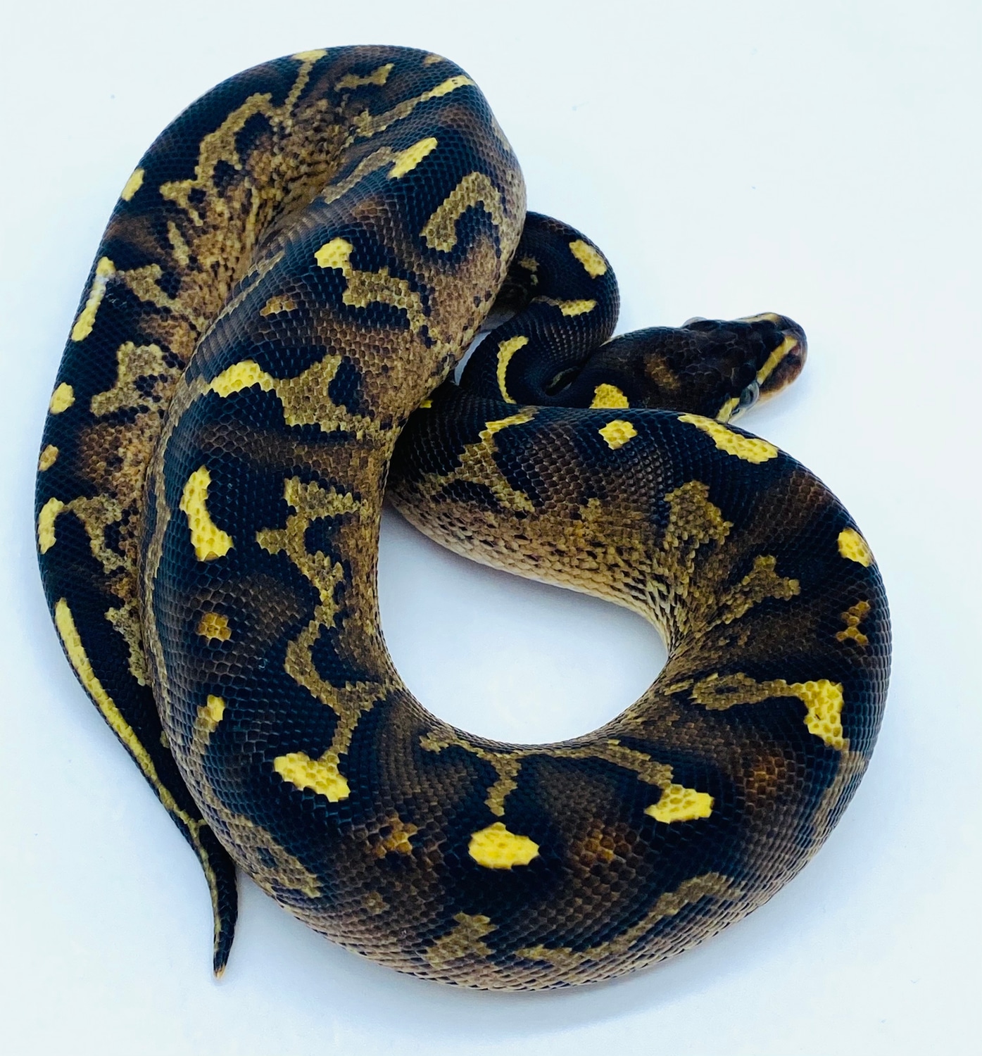 Super Asphalt Ball Python by Ball Python Shed - MorphMarket