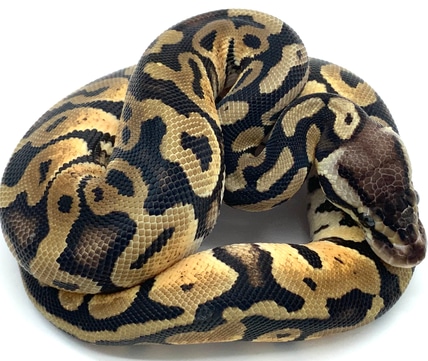 Stranger Cinnamon Leopard Clown 🤡 “The Predator Ball Python by Ball Python Shed - MorphMarket