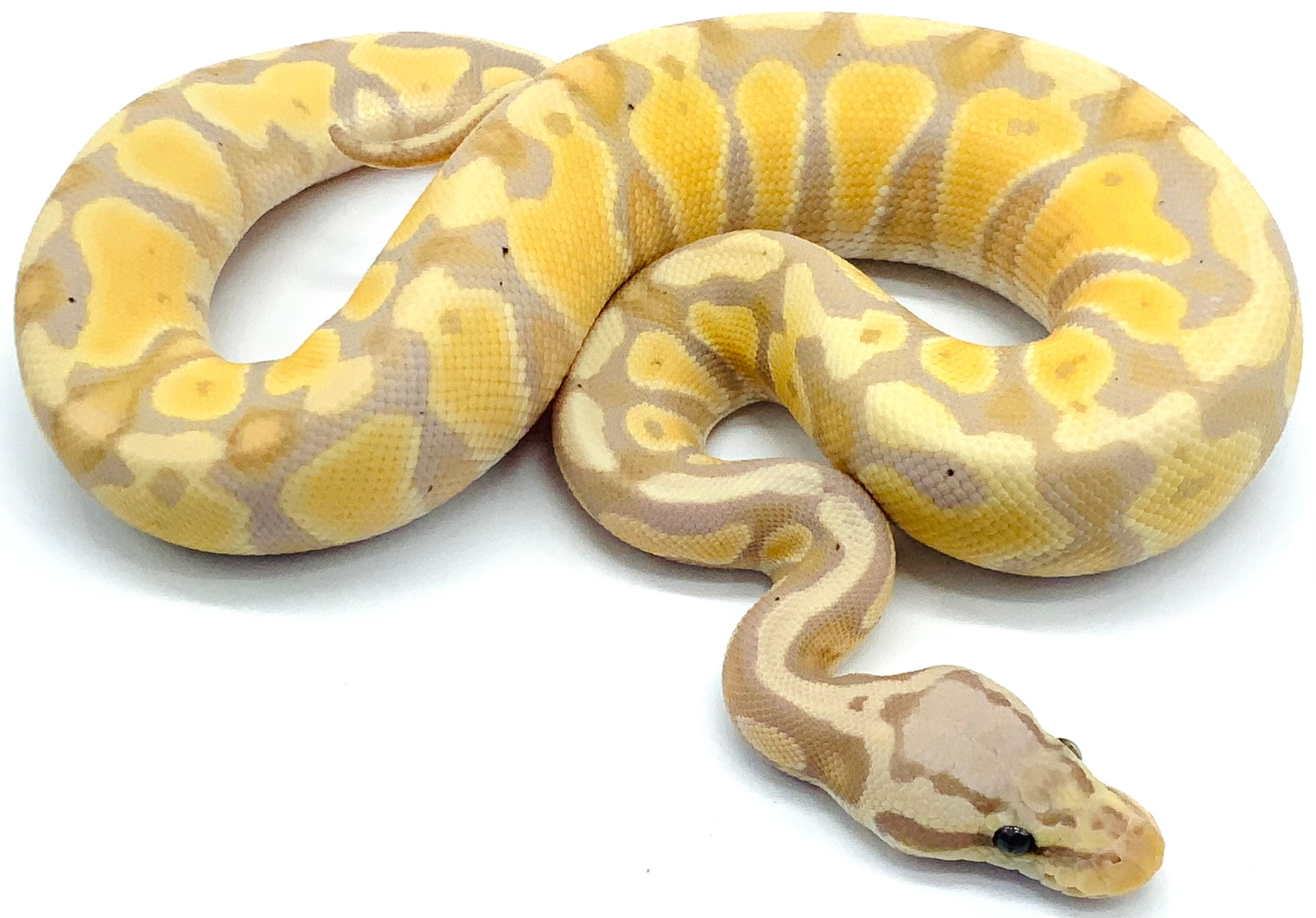 Pastel Banana 66% Het Clown Ball Python by Ball Python Shed - MorphMarket