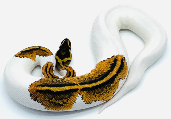 Yellow Belly Pied Ball Python by Ball Python Shed