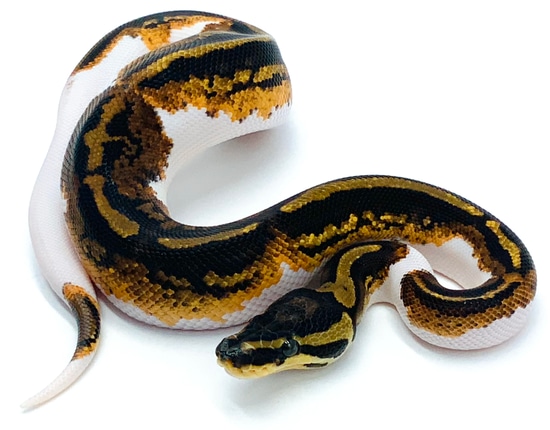 Yellow Belly Pied Ball Python by Ball Python Shed