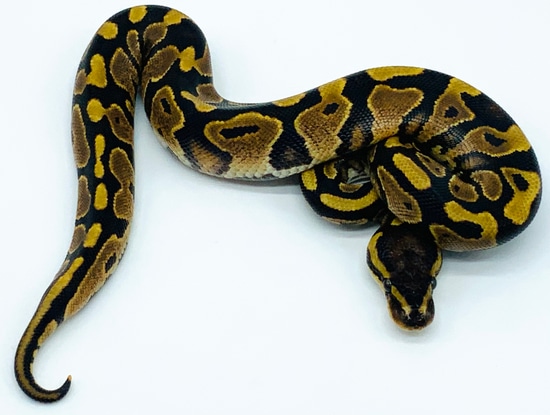 Asphalt Or Yellow Belly Ball Python by Ball Python Shed