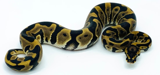 Leopard Lace 66% Het Clown Ball Python by Ball Python Shed