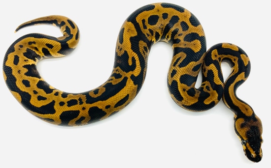 Leopard Acid 💯 Het Clown Ball Python by Ball Python Shed