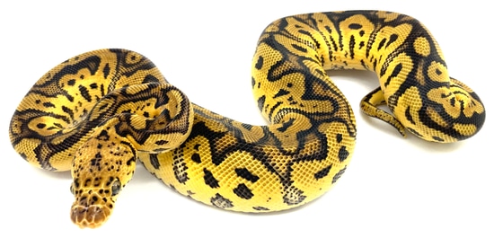 Acid Confusion Pastel Poss OD Clown Ball Python by Ball Python Shed