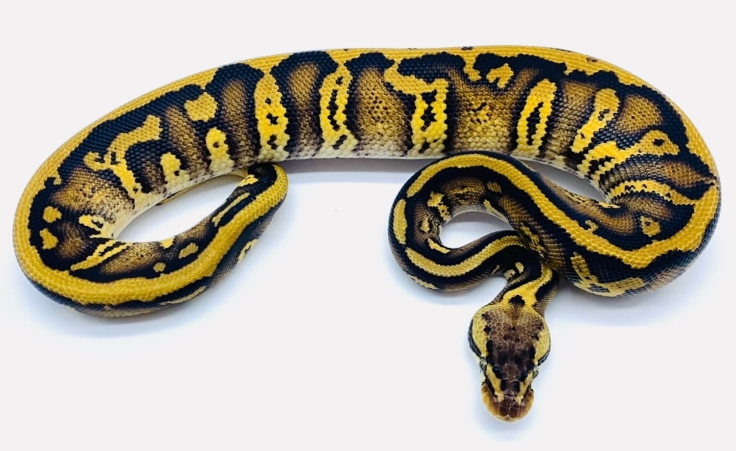 Pastel Leo Stranger Poss Lace 66% Het Clown Ball Python by Ball Python ...