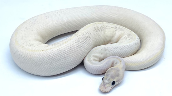 Cinnamon Ivory Plus 💯 Het Pied Ball Python by Ball Python Shed