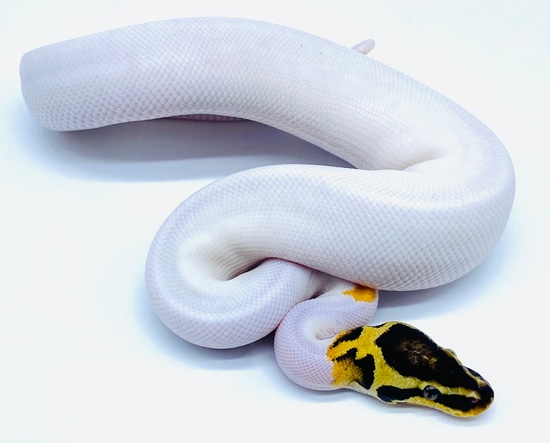 OD YB Pied Ball Python by Ball Python Shed