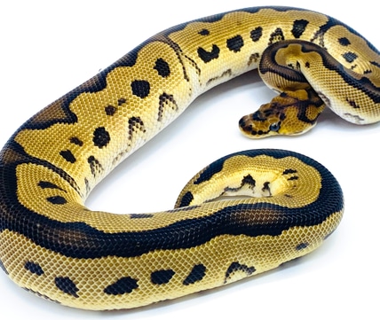 Pastel Redstripe YB DG Clown Ball Python by Ball Python Shed - MorphMarket