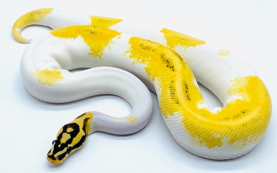 Pastel Enchi Freeway Pied Ball Python by Ball Python Shed