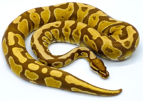 Ultramel YB Ball Python by Ball Python Shed