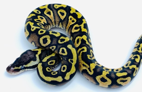 Pastel YB Redstripe 💯 Het DG 💯 Het Cryptic Or Clown Ball Python by Ball ...
