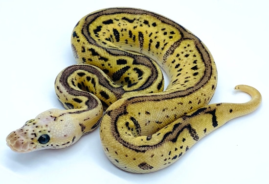 Super Pastel Leopard Acid Poss Yb Clown Ball Python by Ball Python Shed