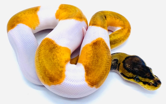 OD Pinstripe Asphalt Pied Ball Python by Ball Python Shed