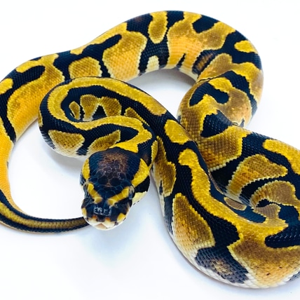 Pastel Super Leopard Stranger Clown Ball Python by Ball Python Shed ...