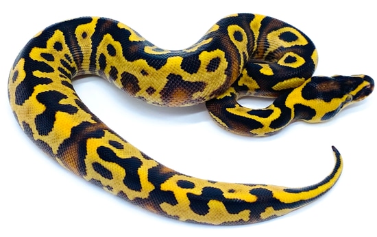 Enchi Leopard Freeway Ball Python by Ball Python Shed