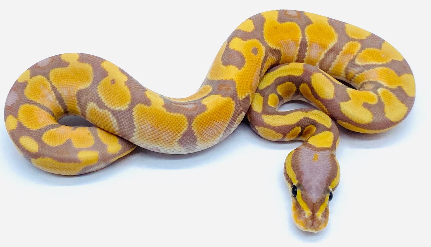 Banana 💯 Het Puzzle Ball Python by Ball Python Shed - MorphMarket