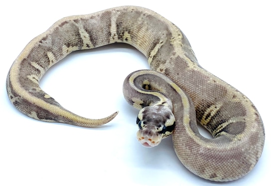 Super Pastel Leopard Stranger 66% Het Clown Ball Python by Ball Python Shed