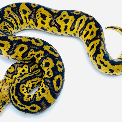 Pastel Super Leopard Stranger Clown Ball Python by Ball Python Shed ...