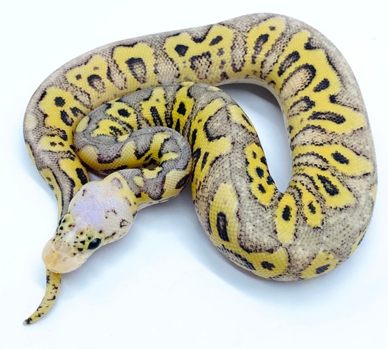 Super Pastel Redstripe Yb Clown Ball Python by Ball Python Shed