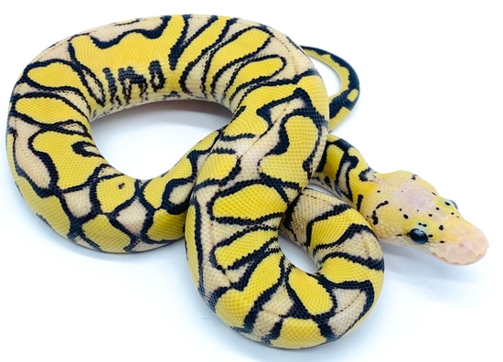 Pastel Redstripe YB DG Clown Ball Python by Ball Python Shed