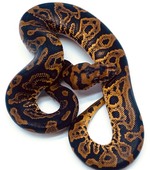 Acid Redstripe YB Clown Ball Python by Ball Python Shed