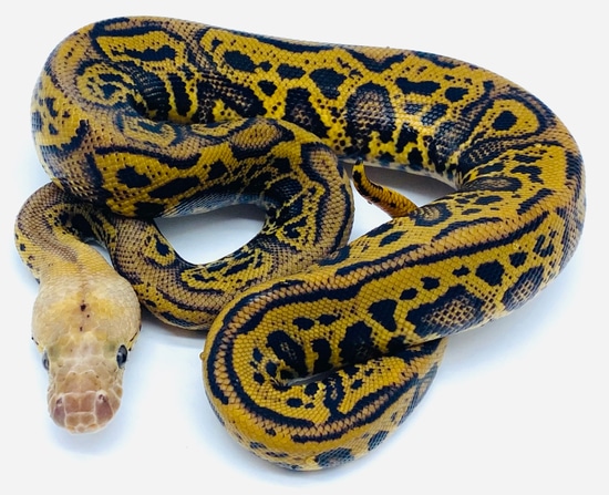 Pastel Leopard Acid YB Clown Ball Python by Ball Python Shed