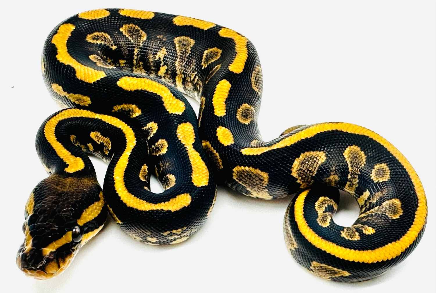 Stranger Yb 66% Het Clown 50% Het Pied Ball Python by Ball Python Shed - MorphMarket