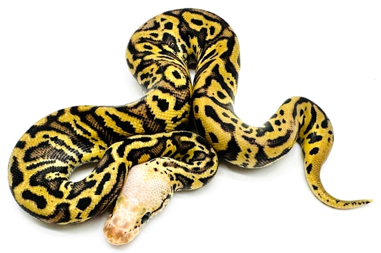 Acid / Confusion Spotnose Pastel Asphalt Clown Ball Python by Ball ...