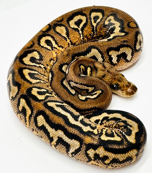 Spotnose Cinn Redstripe Orange 🍊 Dream YB Clown Ball Python by Ball ...