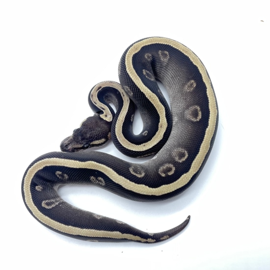 GHI Mojo DH Clown 🤡 Pied Ball Python by Ball Python Shed