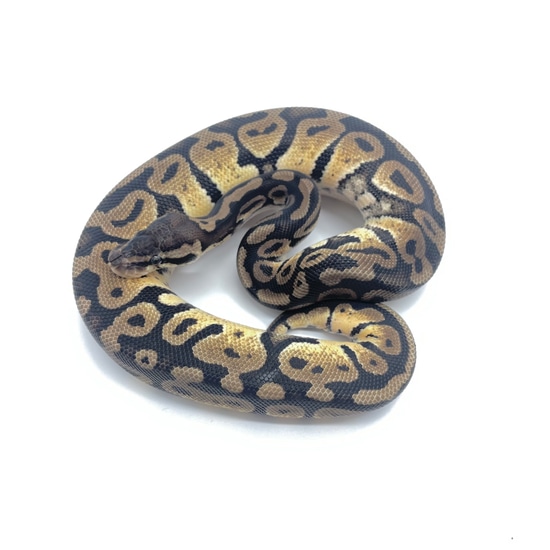 Pastel 💯 Het Black Axanthic Ball Python by Ball Python Shed