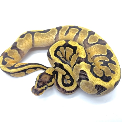 Acid Redstripe YB Clown Ball Python by Ball Python Shed - MorphMarket