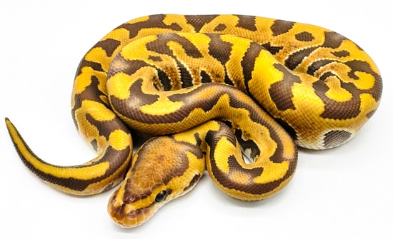 Ultramel Puzzle 🧩 Ball Python by Ball Python Shed