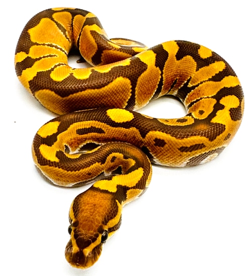 Ultramel 💯 Het Puzzle Ball Python by Ball Python Shed