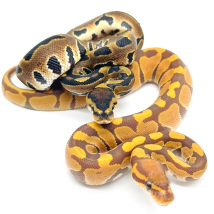 Ball Python Shed - MorphMarket