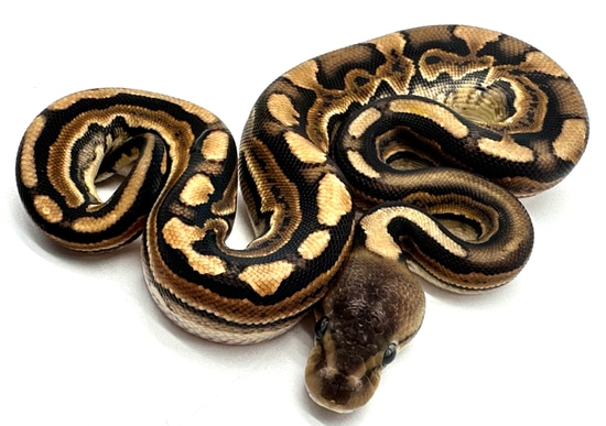 Cinnamon Puzzle Poss YB 50% Het Hypo Ball Python by Ball Python Shed