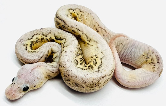 Pastel Cinnamon Fire OD YB Poss RS Clown Ball Python by Ball Python Shed