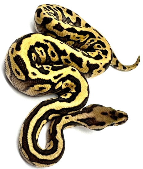 Acid Spotnose Butter Poss RS 💯 Het Clown Ball Python by Ball Python Shed