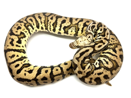Acid Spotnose Pastel Clown Ball Python by Ball Python Shed